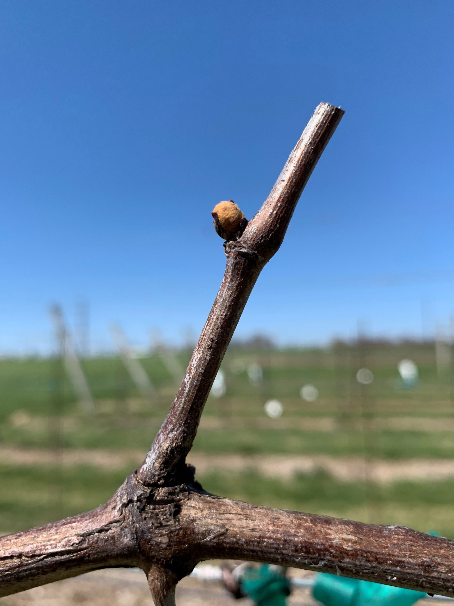 Cold Climate Grape Cultivar Developmental Stages: April 30, 2020 ...