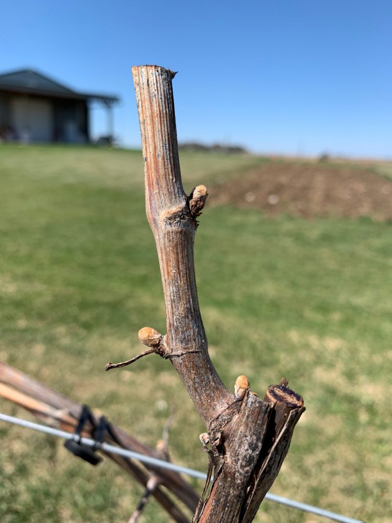 Cold Climate Grape Cultivar Developmental Stages: April 30, 2020 ...