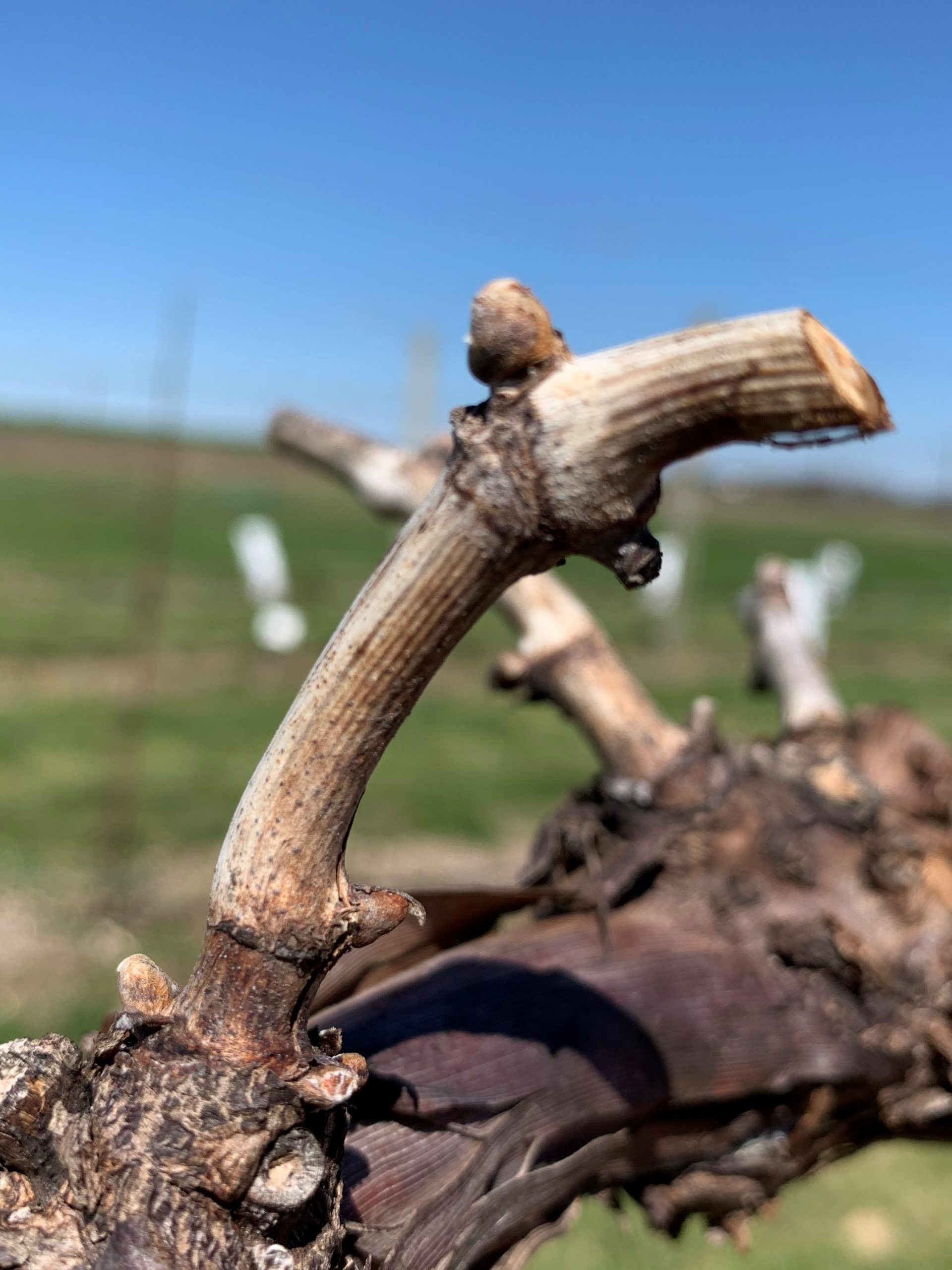 Cold Climate Grape Cultivar Developmental Stages: April 30, 2020 ...