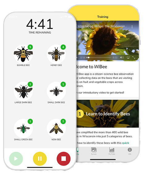 The new WiBee App tracks wild bee pollinators on your farm – Wisconsin ...