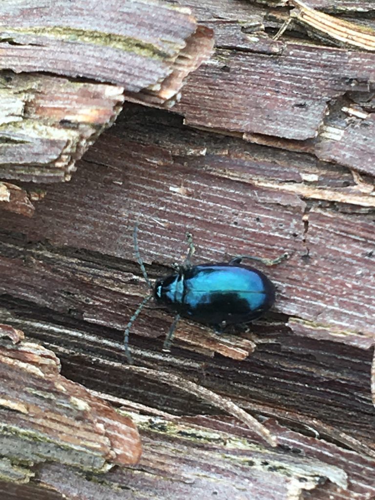 Grape bud swell: watch out for flea beetle and cutworm damage ...