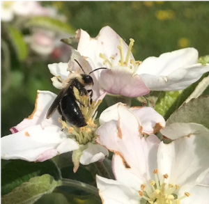 The new WiBee App tracks wild bee pollinators on your farm – Wisconsin ...