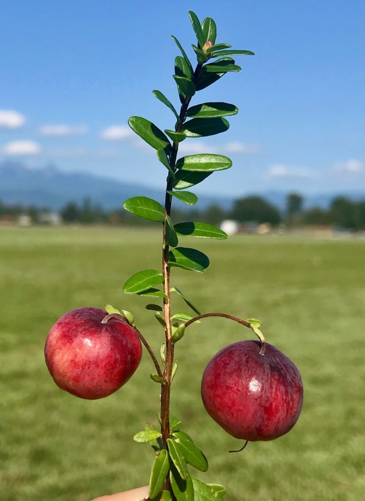 Adjusting Soil pH for Cranberry Production – Wisconsin Fruit