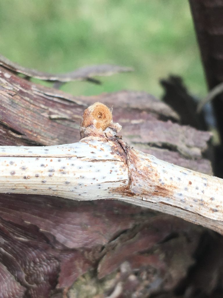 Cold Climate Grape Cultivar Developmental Stages: April 24, 2020 ...