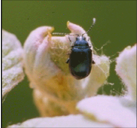 Grape bud swell: watch out for flea beetle and cutworm damage ...