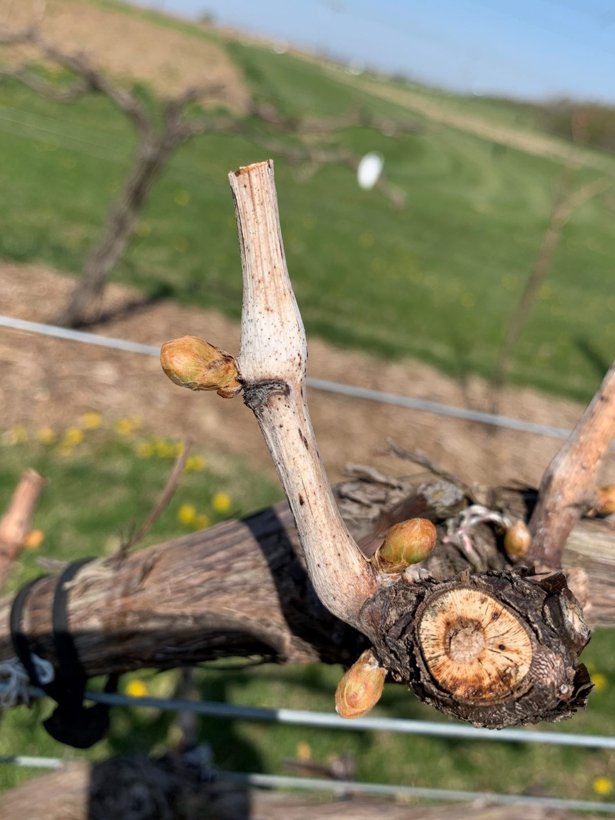 Cold Climate Grape Cultivar Developmental Stages: May 13, 2020 ...