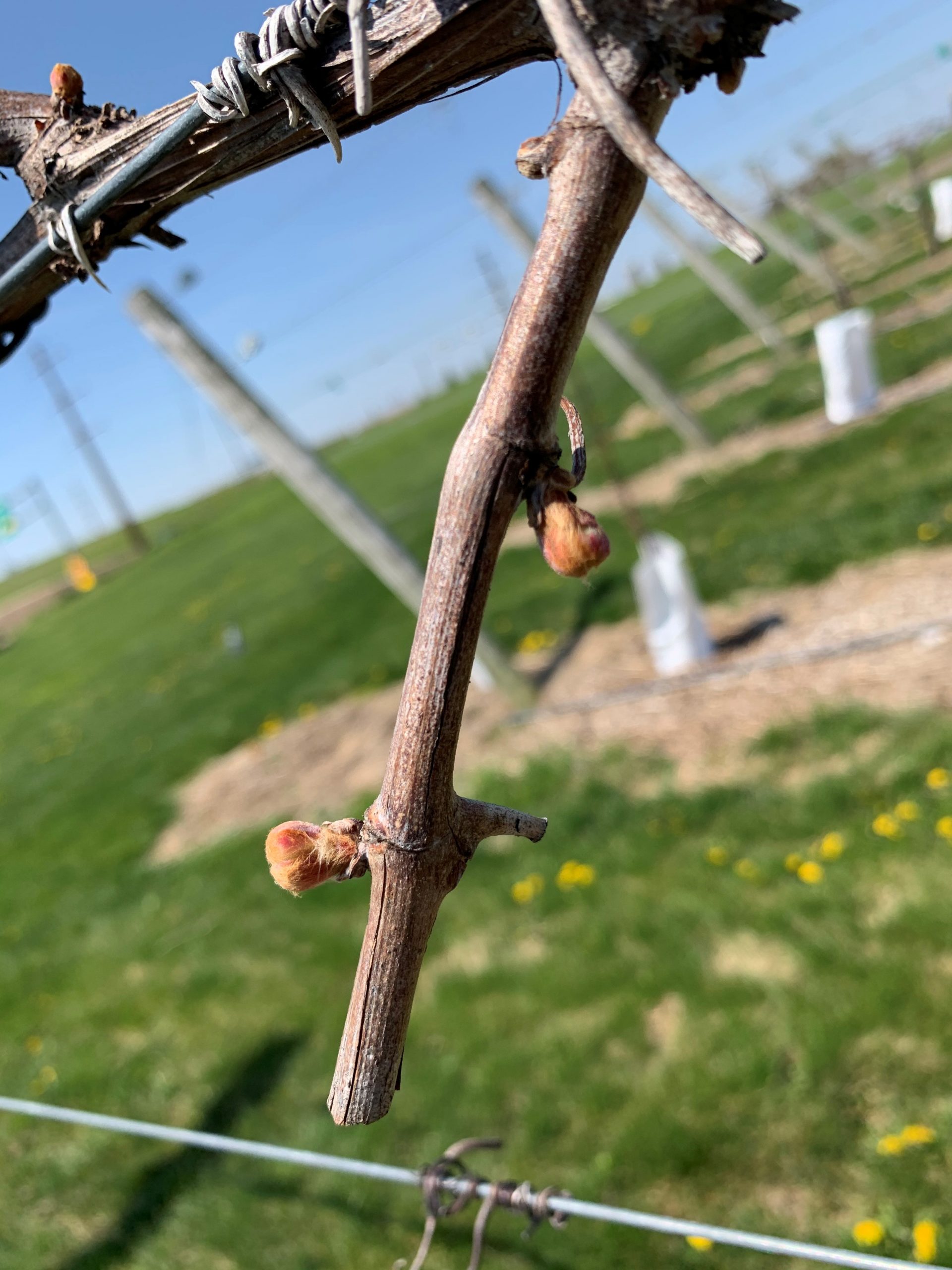 Cold Climate Grape Cultivar Developmental Stages: May 13, 2020 ...