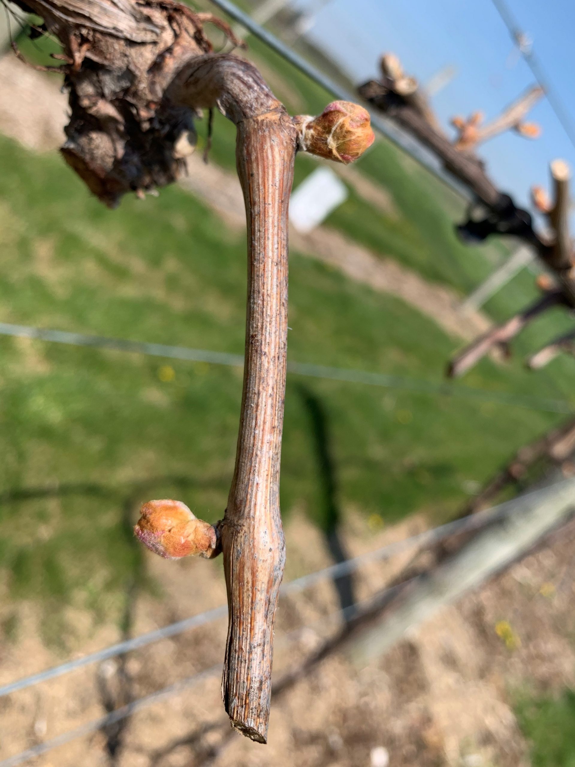 Cold Climate Grape Cultivar Developmental Stages: May 13, 2020 ...