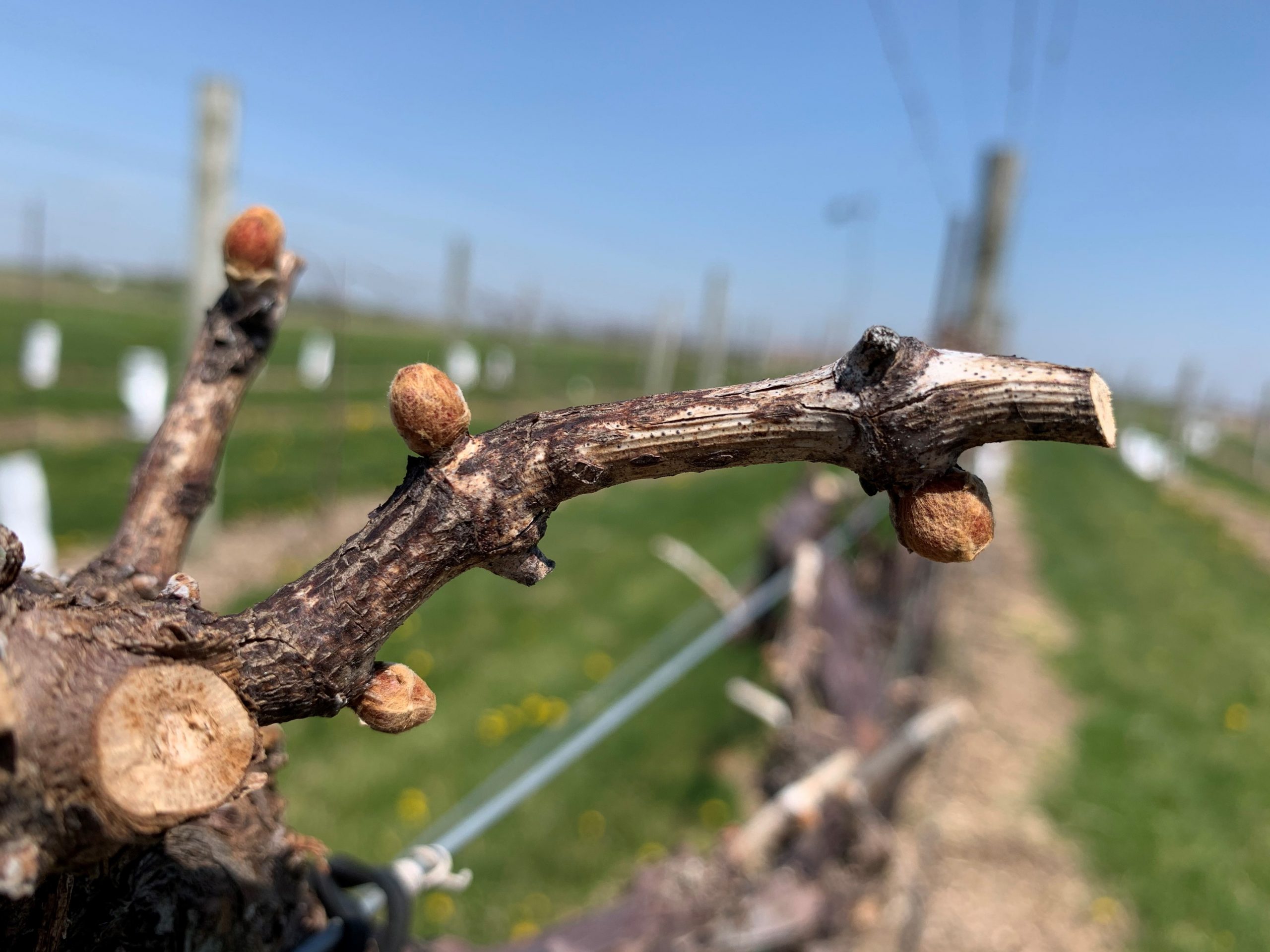 Cold Climate Grape Cultivar Developmental Stages: May 13, 2020 ...