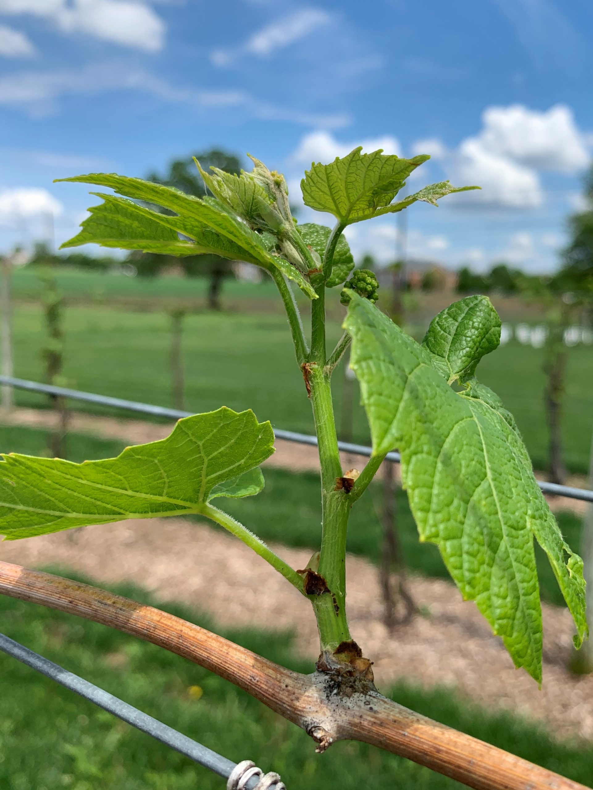 Cold Climate Grape Cultivar Developmental Stages: May 27, 2020 ...