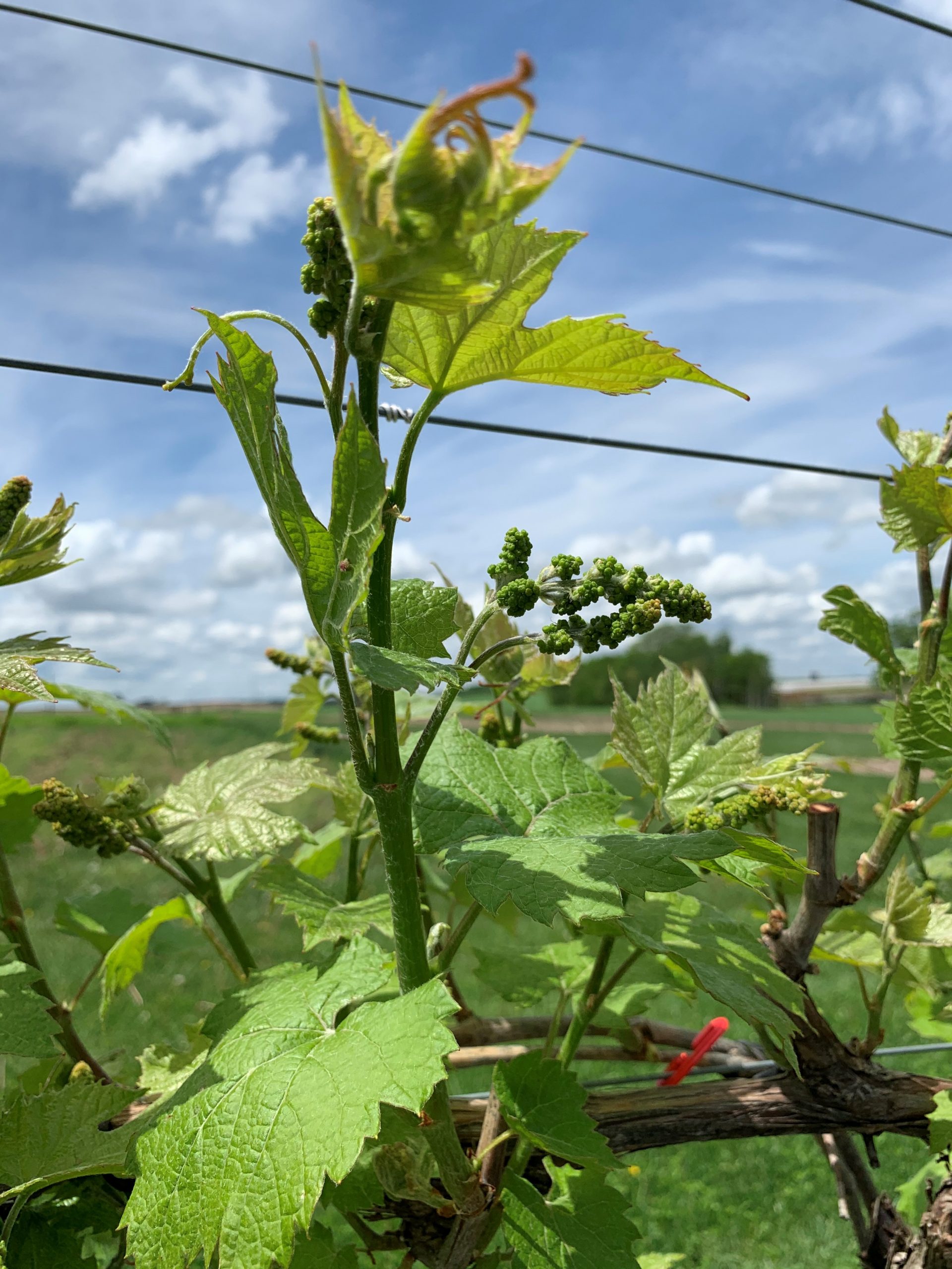 Cold Climate Grape Cultivar Developmental Stages: May 27, 2020 ...