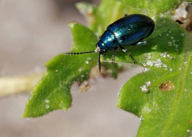 Grape Insect Scouting: Keep Watching for Flea Beetle and Cutworm Damage ...