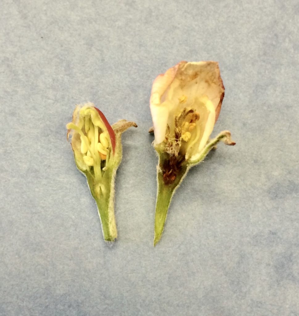 Frost Damage: What Should Apple Growers Do Next? – Wisconsin Fruit