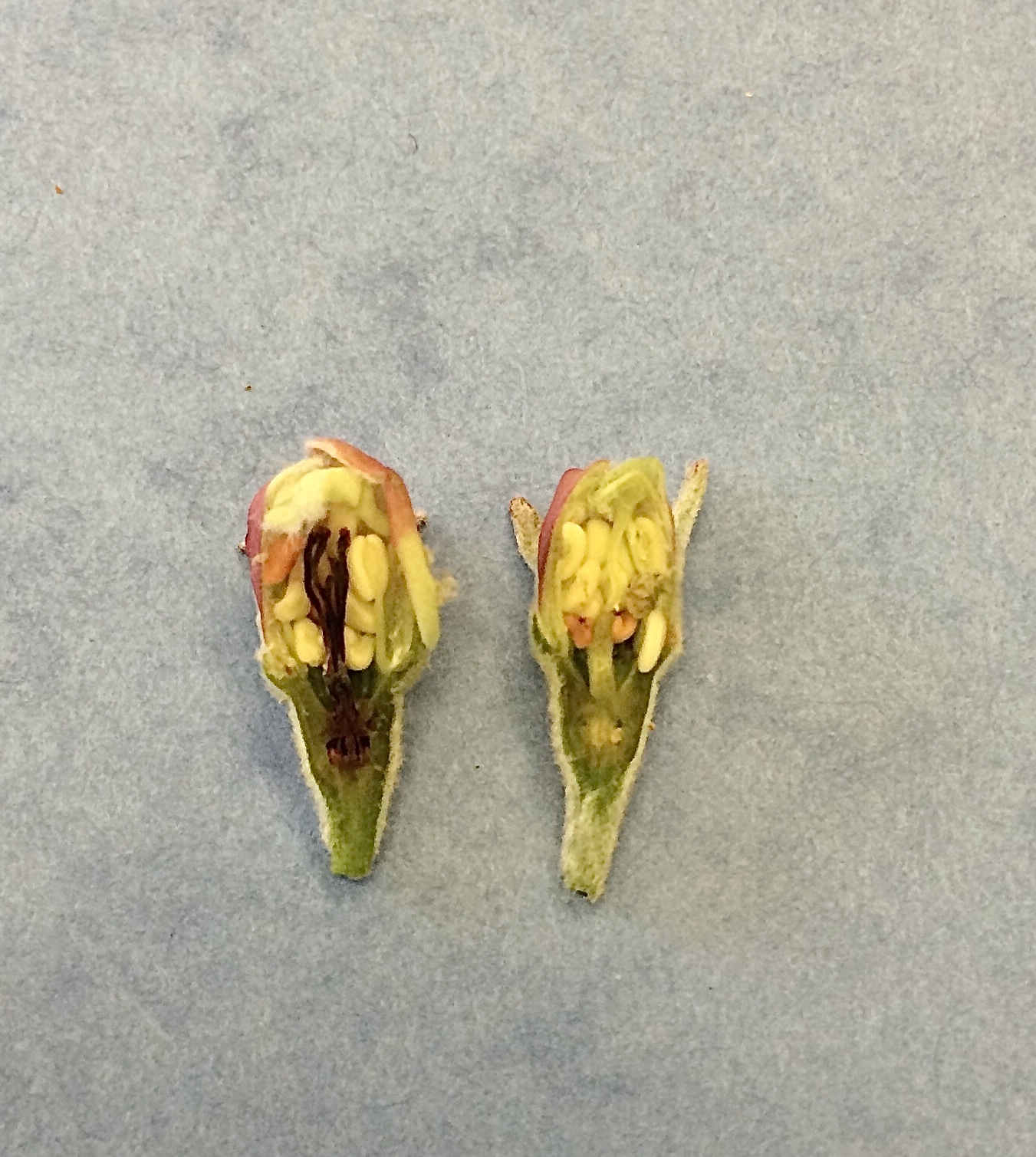 How can growers prepare before a freeze event – Wisconsin Fruit