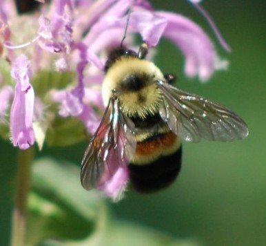 Rusty-Patched Bumble Bee: A Beloved Bumble Bee That Needs Our Help ...
