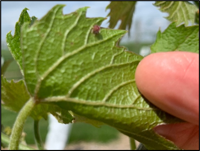 Grape Scouting Report: First Grape Phylloxera Galls and Grape Plume ...