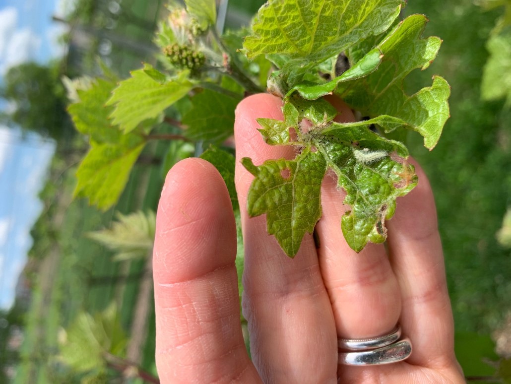 Grape Scouting Report: First Grape Phylloxera Galls and Grape Plume ...
