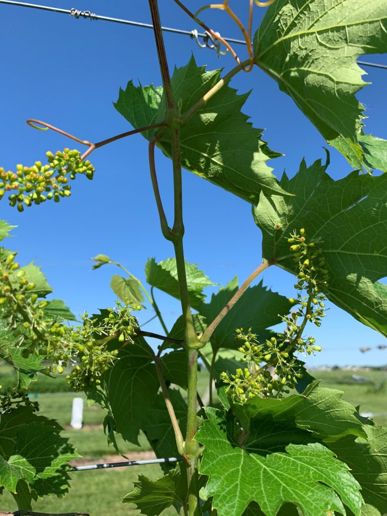 Grape Cultivar Developmental Stages: June 12, 2020 – Wisconsin Fruit