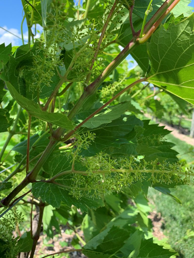 Grape Cultivar Developmental Stages: June 12, 2020 – Wisconsin Fruit
