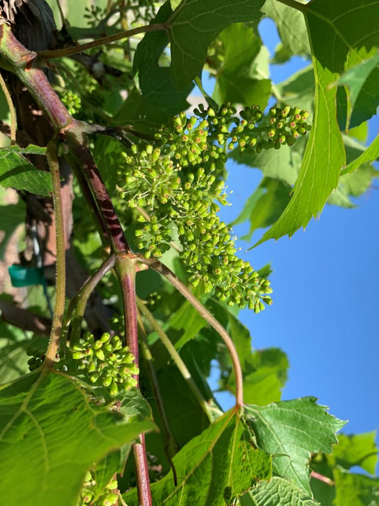 Grape Cultivar Developmental Stages: June 12, 2020 – Wisconsin Fruit