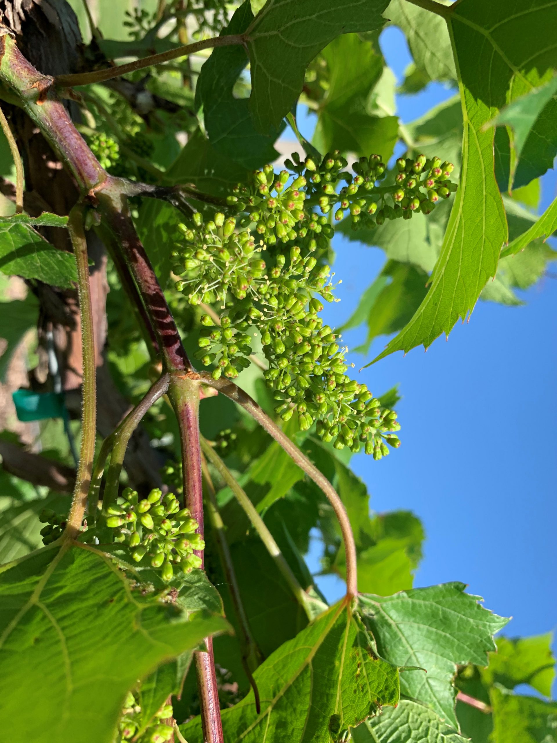 Grape Cultivar Developmental Stages: June 12, 2020 – Wisconsin Fruit