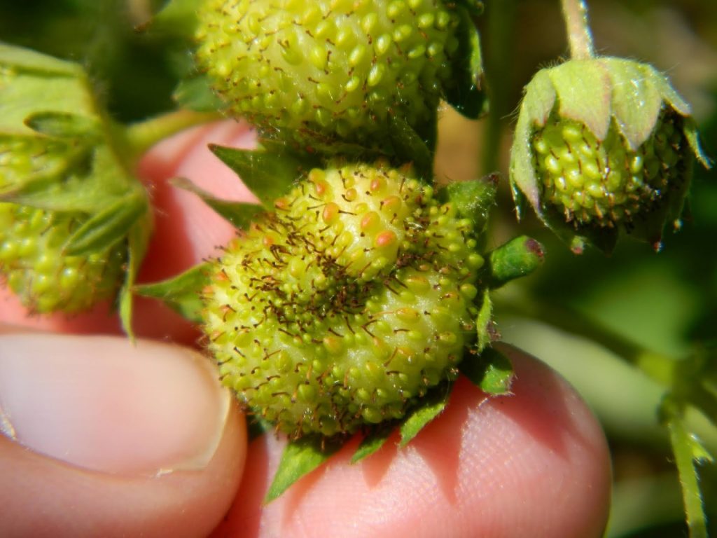 Spring Insects in Berries: Tarnished Plant Bug and Japanese Beetle ...