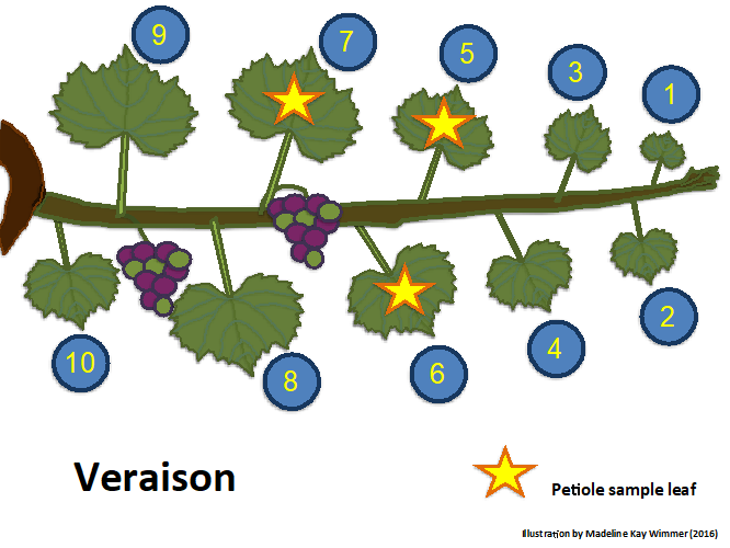 Tissue Analysis to Determine Nutrient Status of Cold-Hardy Wine Grapes ...