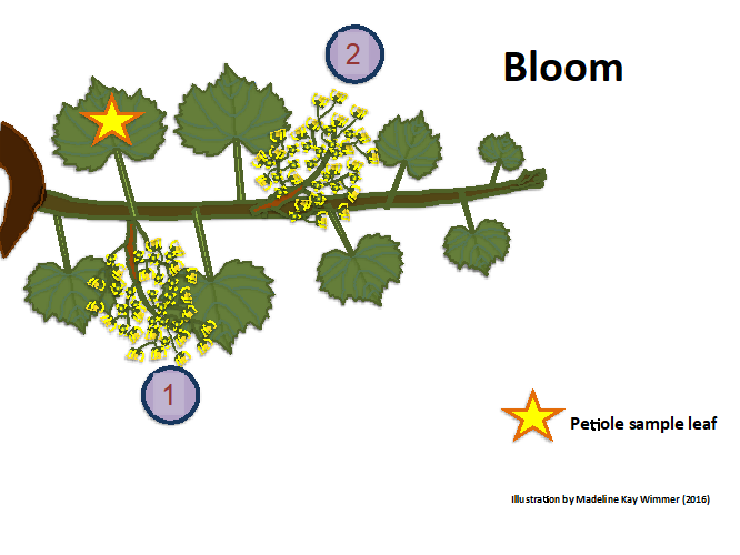 Tissue Analysis to Determine Nutrient Status of Cold-Hardy Wine Grapes ...