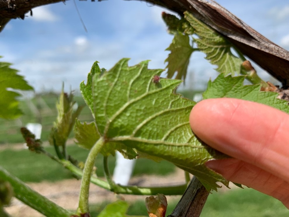 Grape Scouting Report: Galls – Wisconsin Fruit