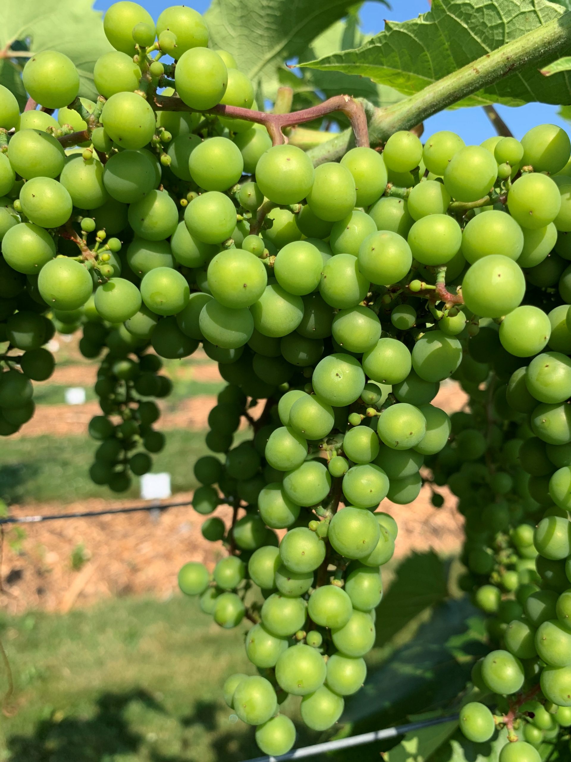 Grape Cultivar Developmental Stages: July 8, 2020 – Wisconsin Fruit