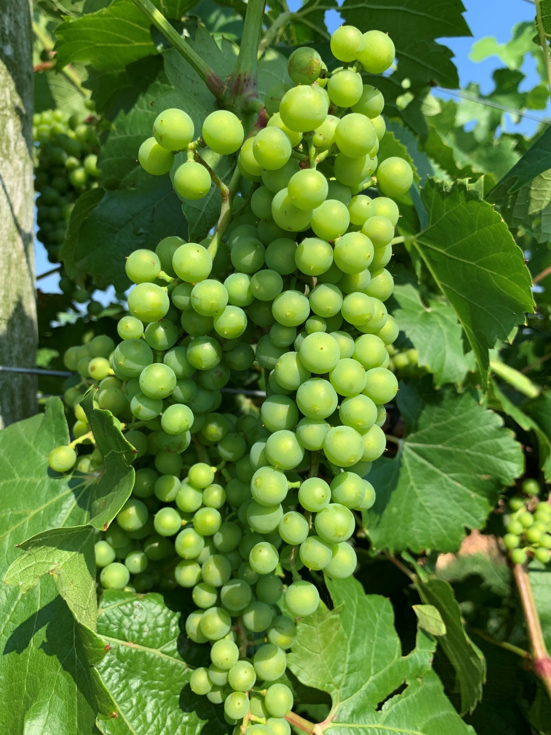 Grape Cultivar Developmental Stages: July 8, 2020 – Wisconsin Fruit