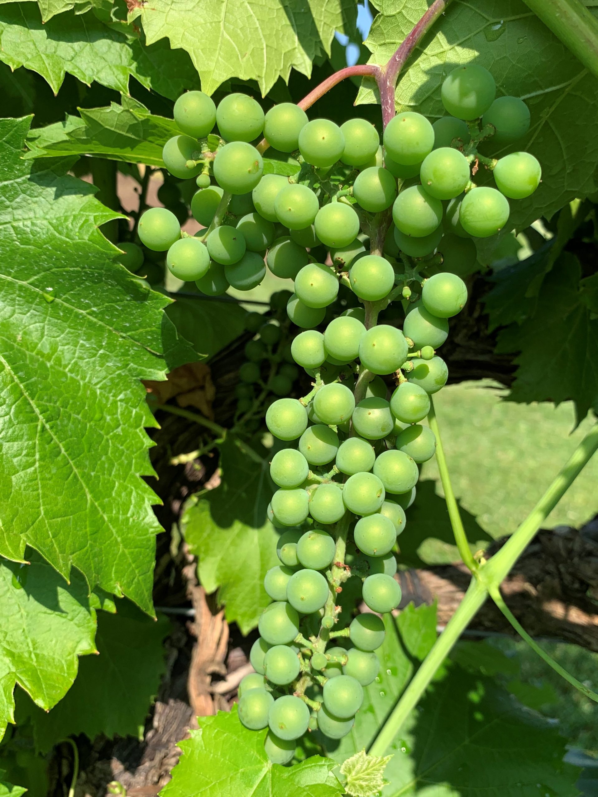 Grape Cultivar Developmental Stages: July 8, 2020 – Wisconsin Fruit