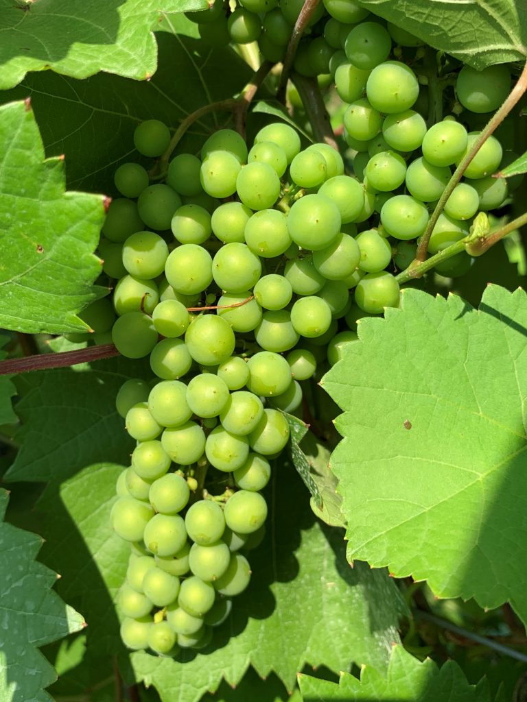 Grape Cultivar Developmental Stages: July 8, 2020 – Wisconsin Fruit