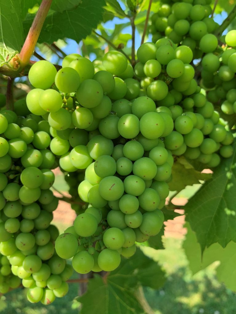 Grape Cultivar Developmental Stages: July 8, 2020 – Wisconsin Fruit