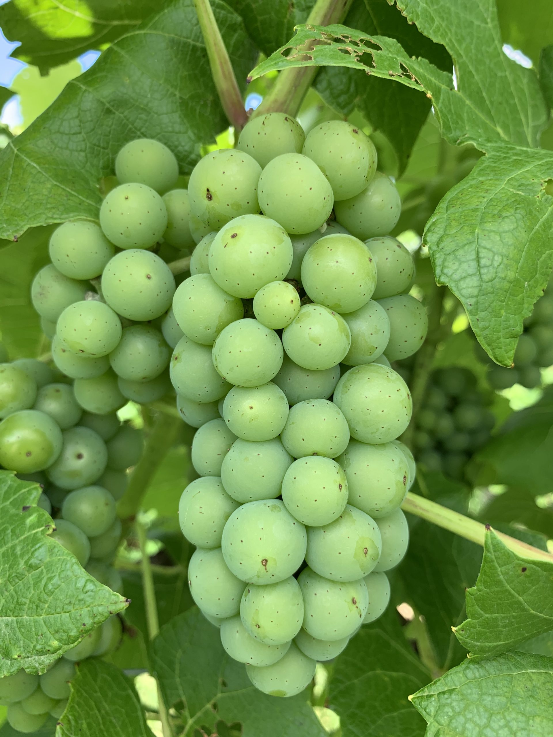 Grape Cultivar Developmental Stages: July 23, 2020 – Wisconsin Fruit