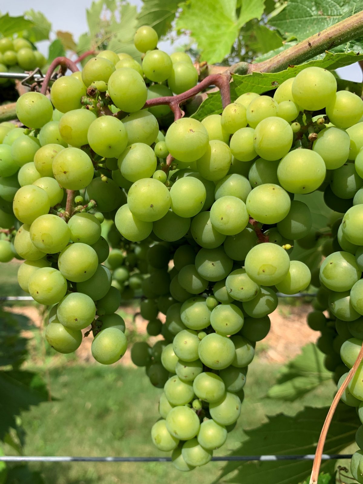Grape Cultivar Developmental Stages: July 23, 2020 – Wisconsin Fruit