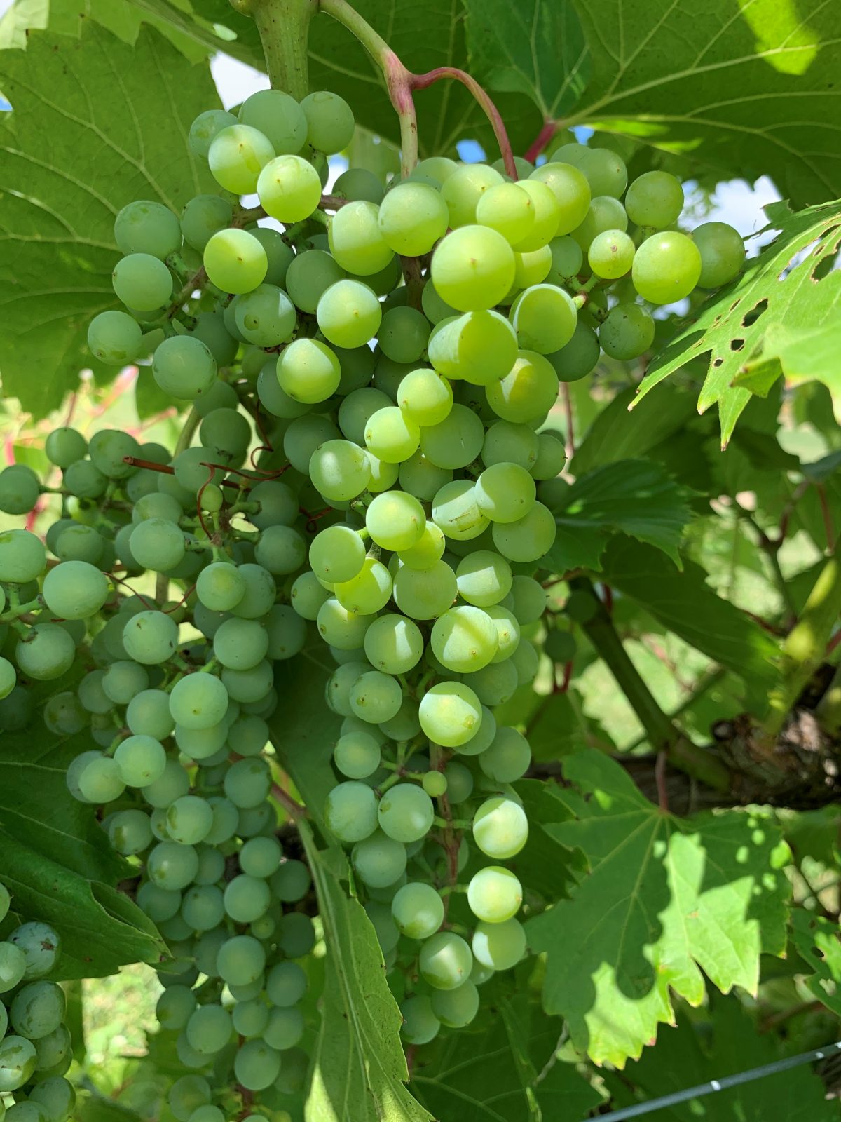 Grape Cultivar Developmental Stages: July 23, 2020 – Wisconsin Fruit