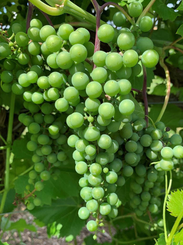 Grape Cultivar Developmental Stages: July 23, 2020 – Wisconsin Fruit