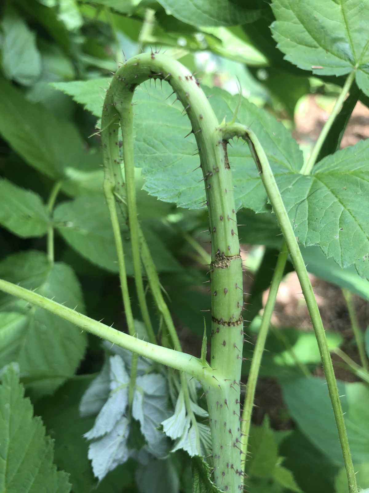 UW-Madison/Extension Insect Diagnostic Lab Update – Wisconsin Fruit