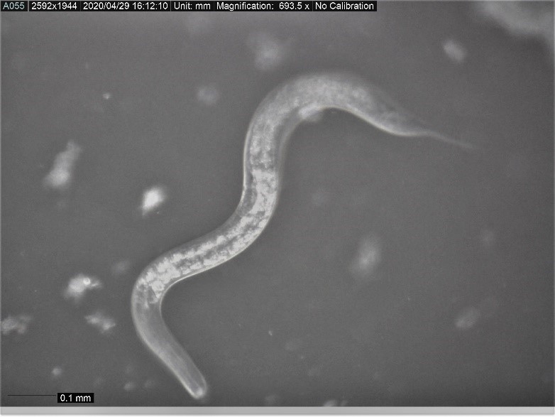 Hungry Nematodes in Wisconsin Cranberry Marshes – Wisconsin Fruit