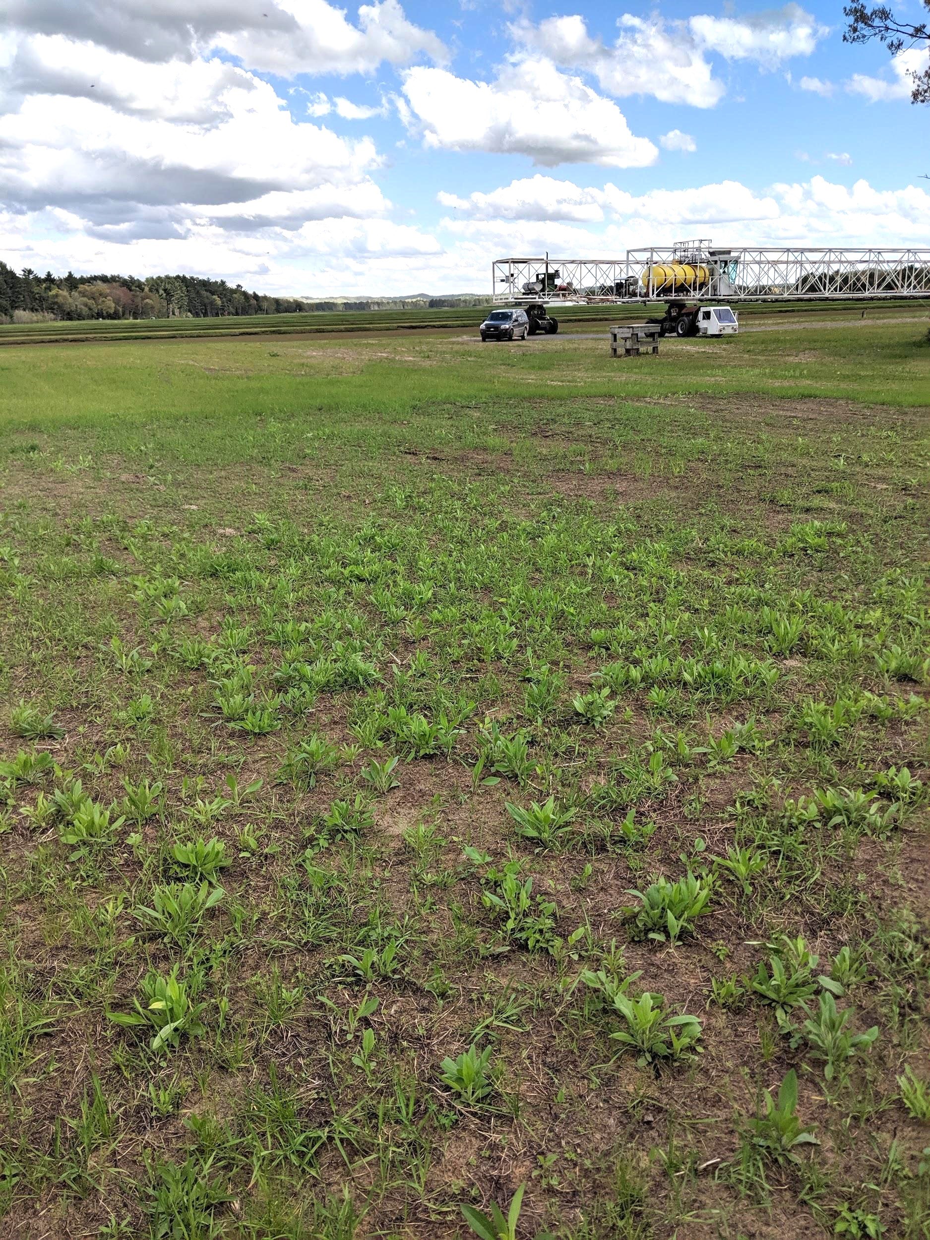 Promoting Wild Pollinators in Wisconsin Cranberry – Wisconsin Fruit