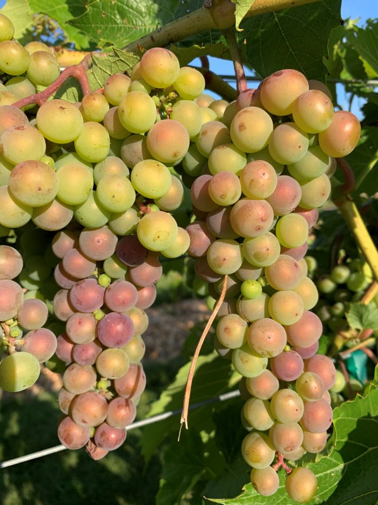 Grape Cultivar Developmental Stages: August 5, 2020 – Wisconsin Fruit