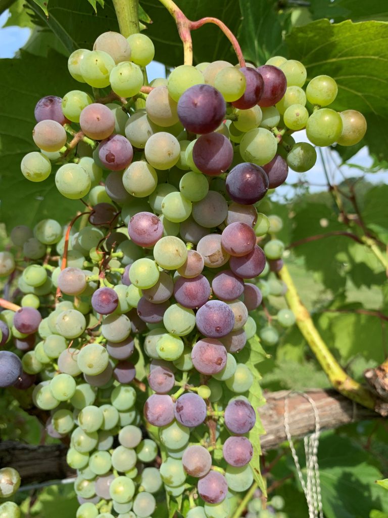 Grape Cultivar Developmental Stages: August 5, 2020 – Wisconsin Fruit