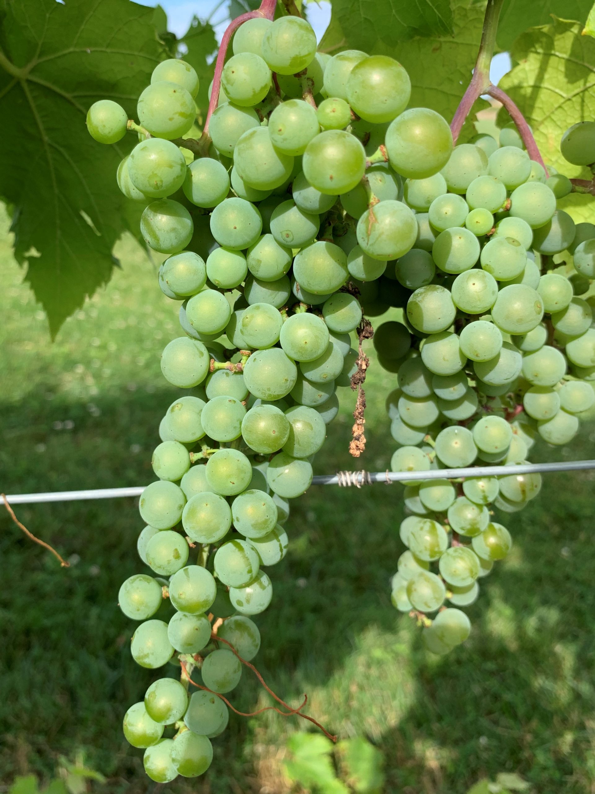 Grape Cultivar Developmental Stages: August 5, 2020 – Wisconsin Fruit