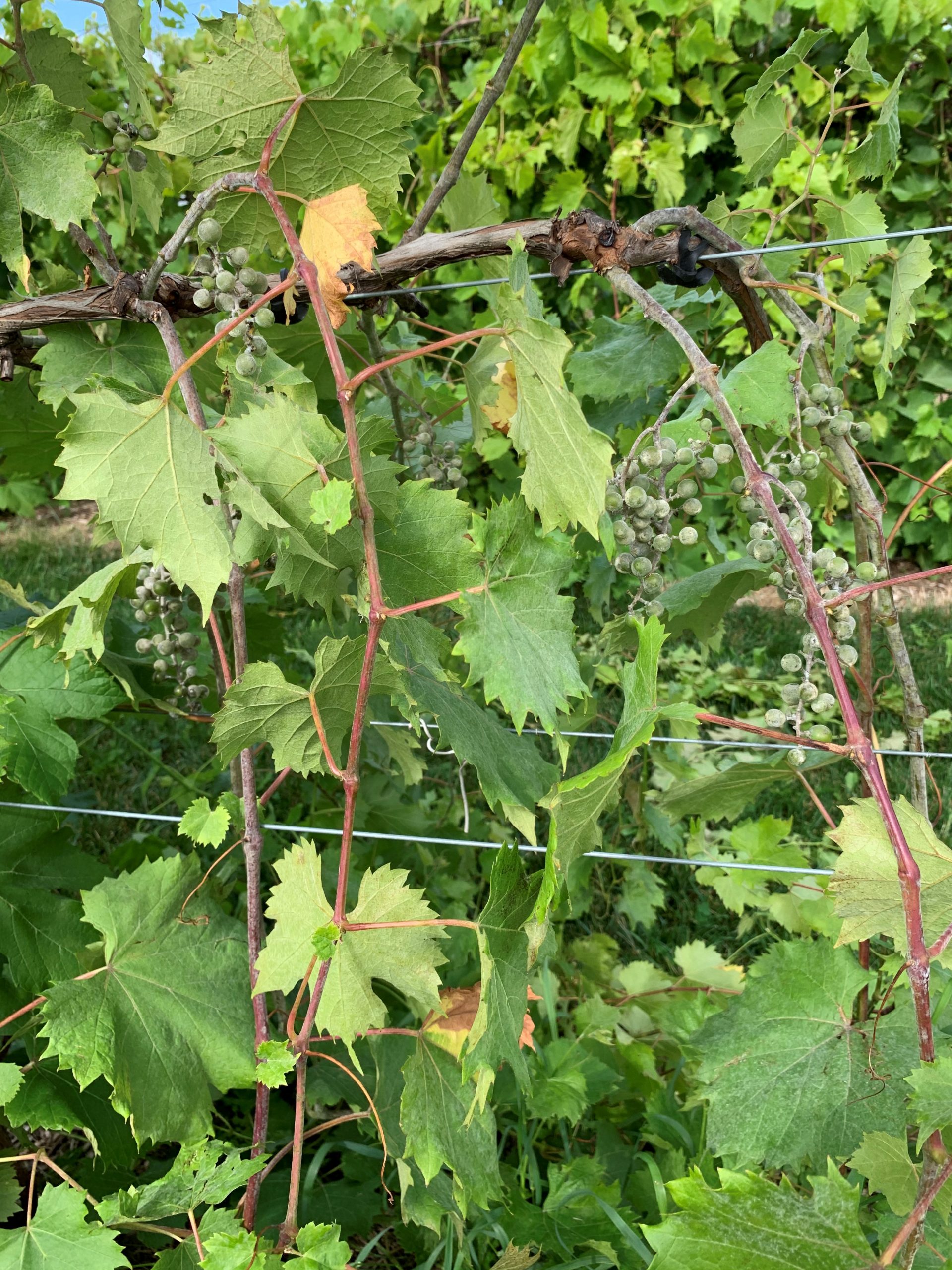 Grape Cultivar Developmental Stages: August 5, 2020 – Wisconsin Fruit