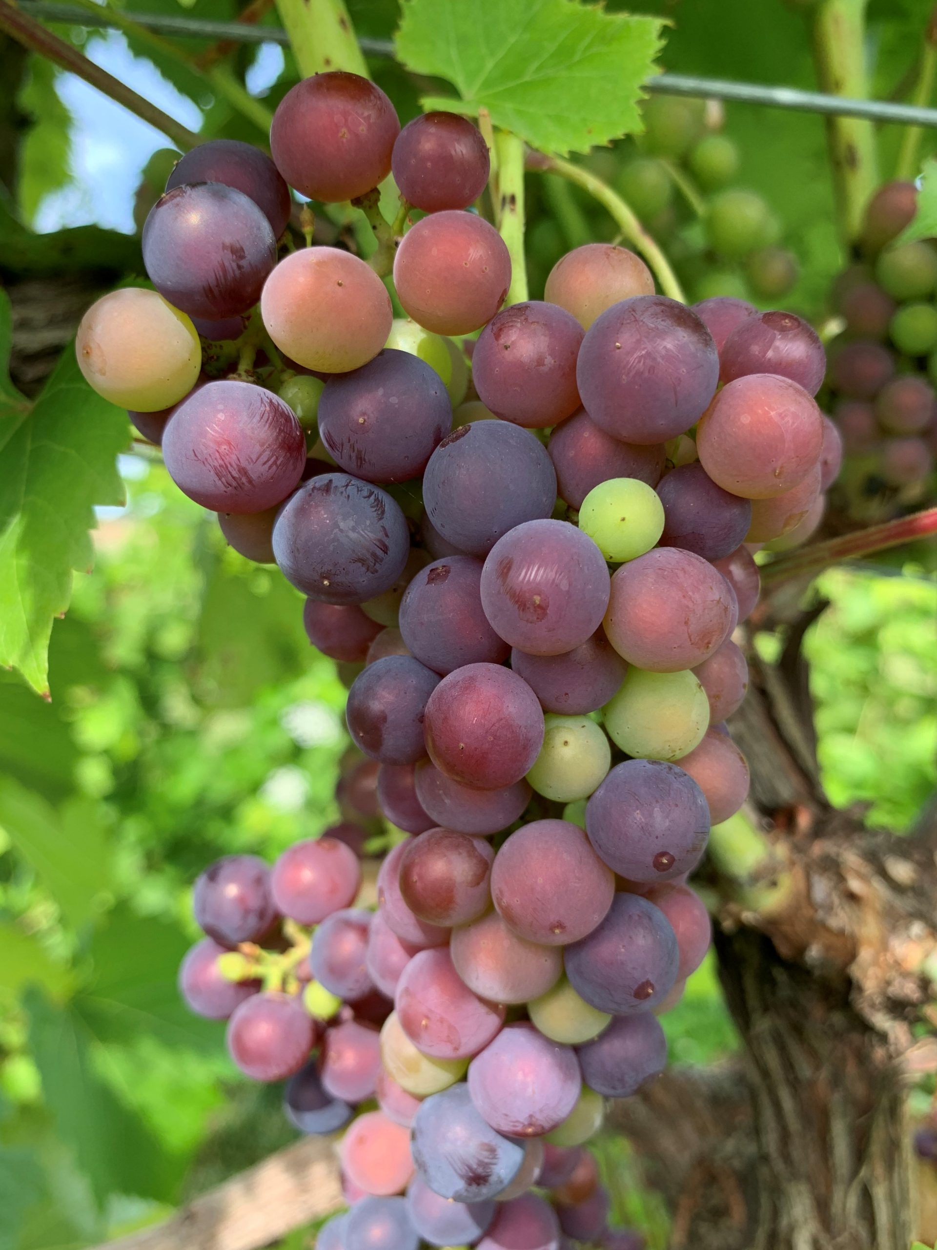 Grape Cultivar Developmental Stages: August 5, 2020 – Wisconsin Fruit