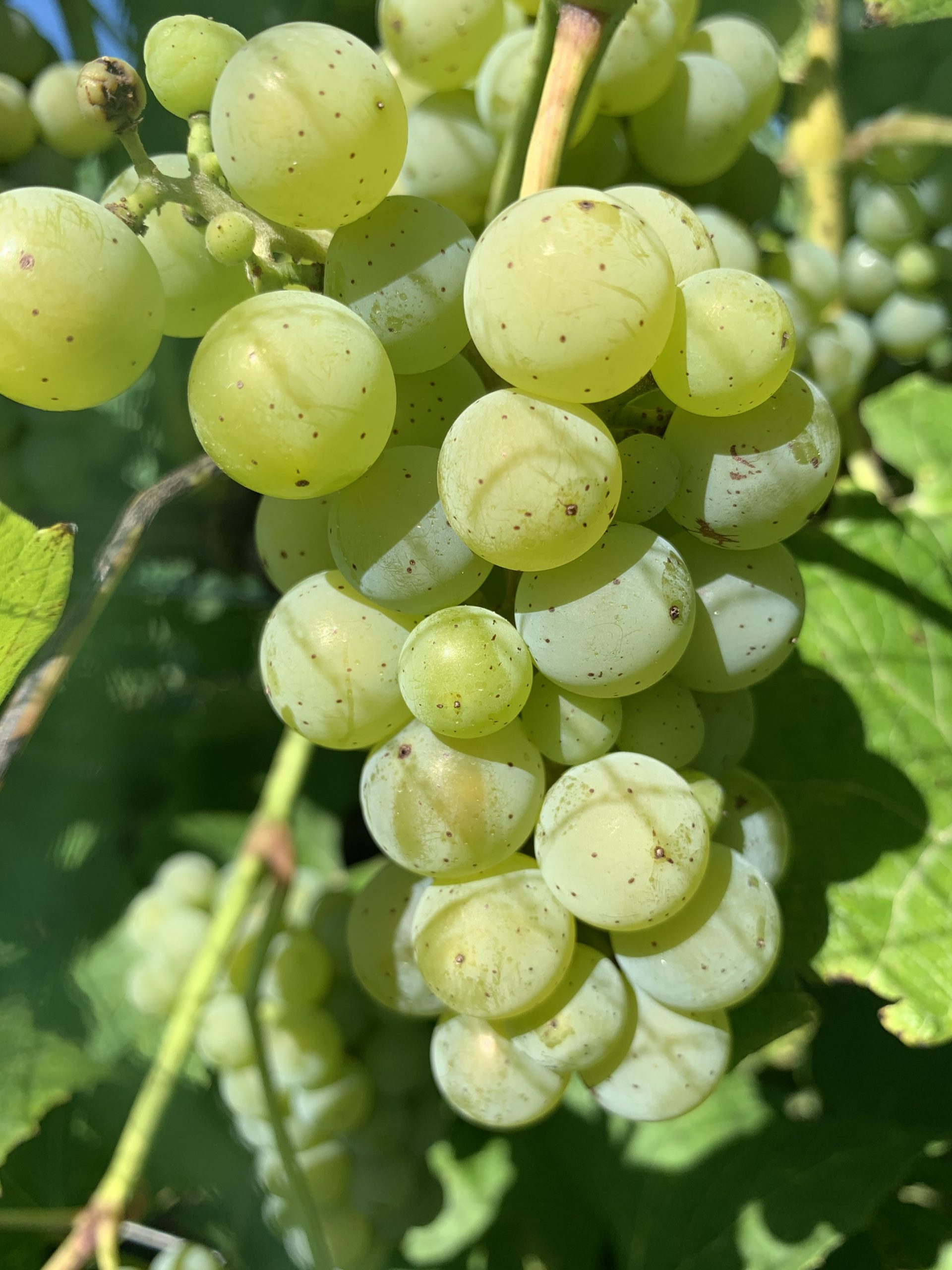 Grape Cultivar Developmental Stages August 19, 2020 – Wisconsin Fruit