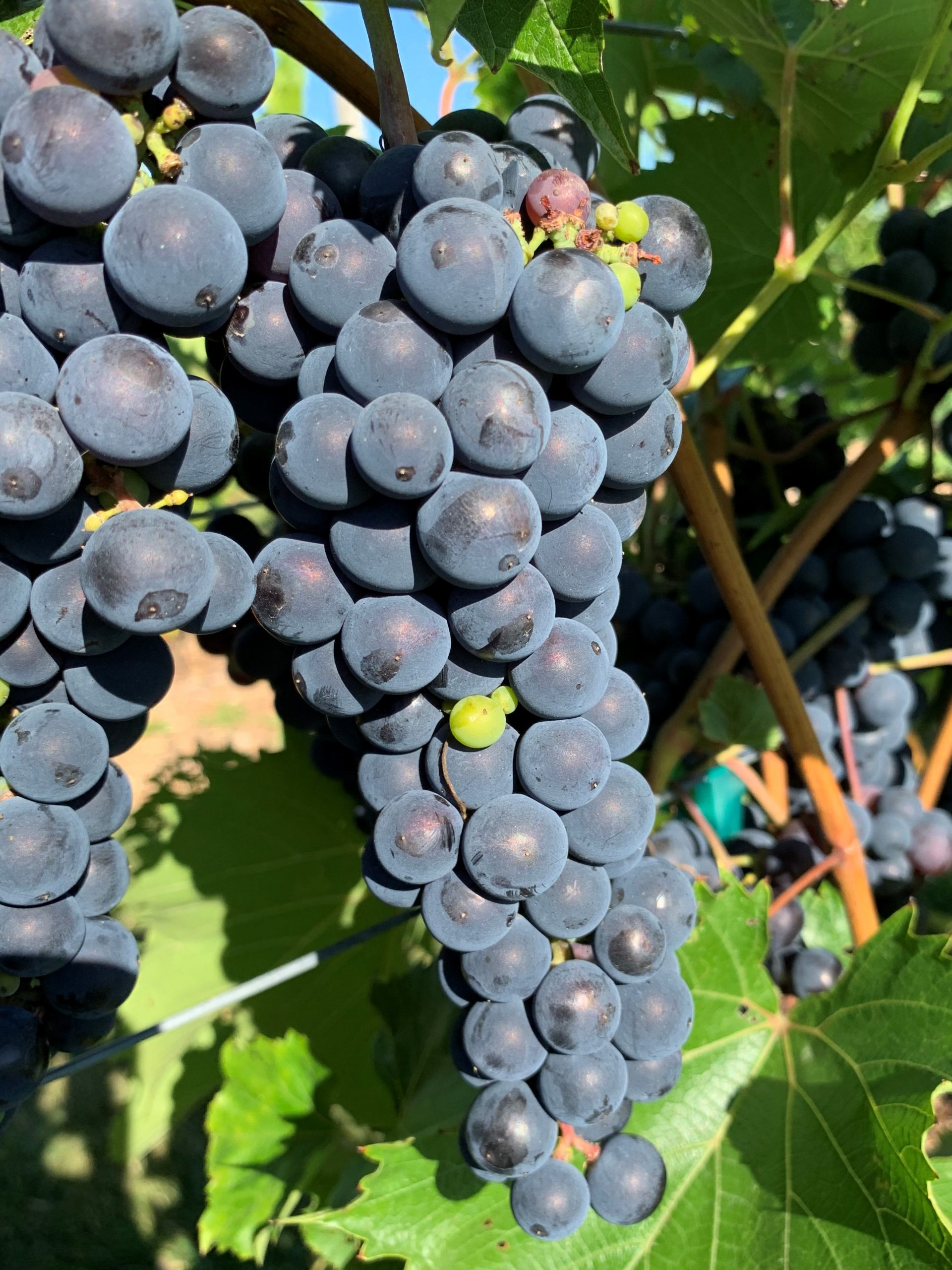 Grape Cultivar Developmental Stages August 19, 2020 – Wisconsin Fruit