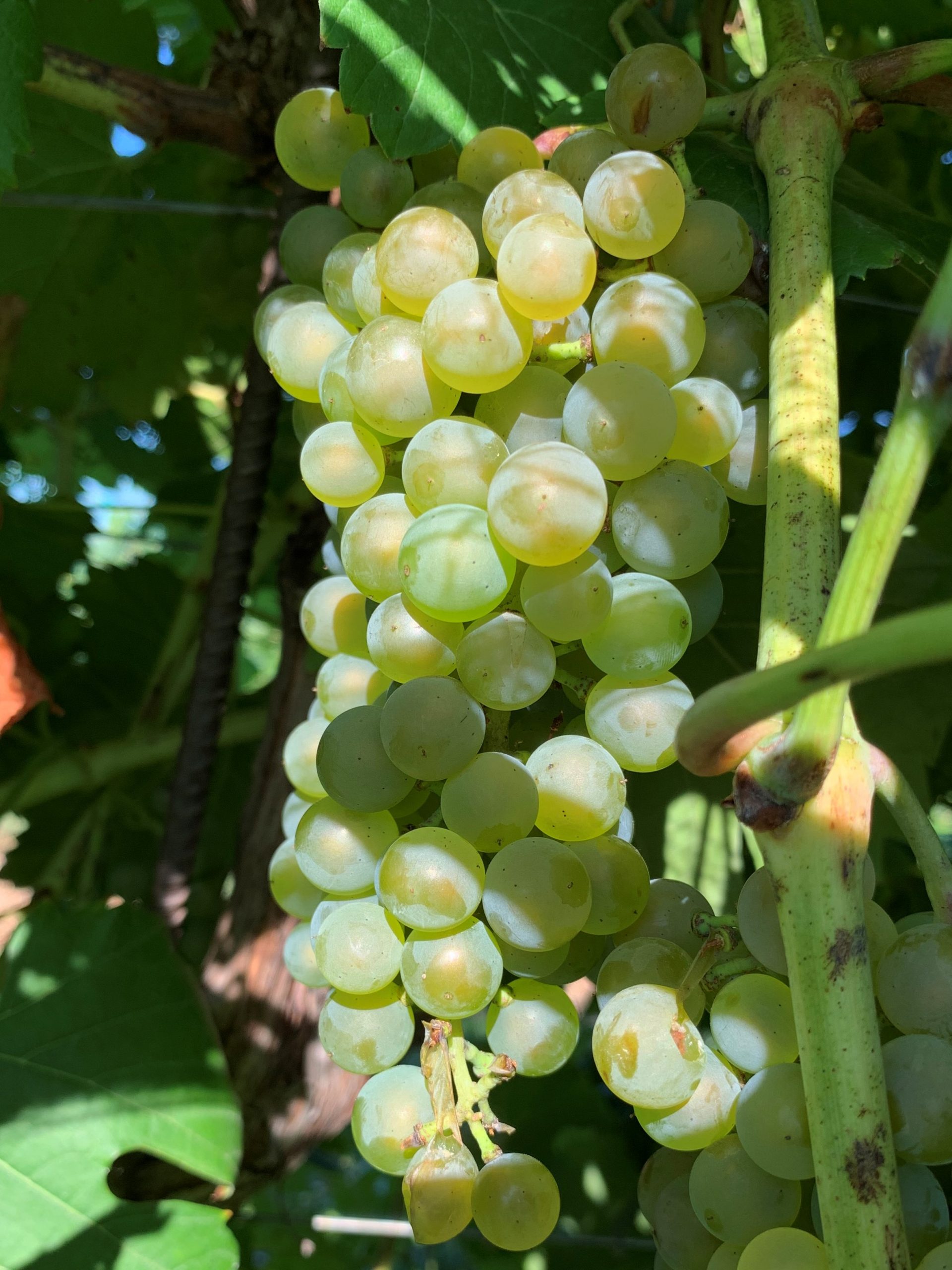 Grape Cultivar Developmental Stages August 19, 2020 – Wisconsin Fruit