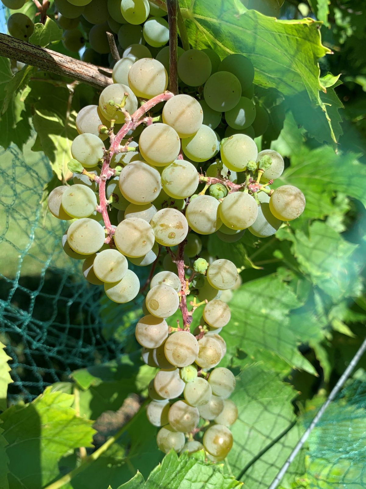 Grape Cultivar Developmental Stages August 19, 2020 – Wisconsin Fruit